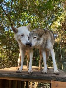 Shy Wolf Sanctuary Takes Action After Ian to Prepare for Future Storms