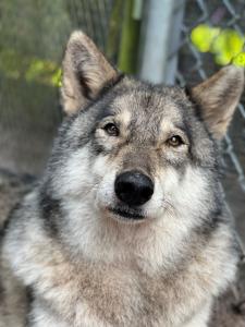 Shy Wolf Sanctuary Takes Action After Ian to Prepare for Future Storms