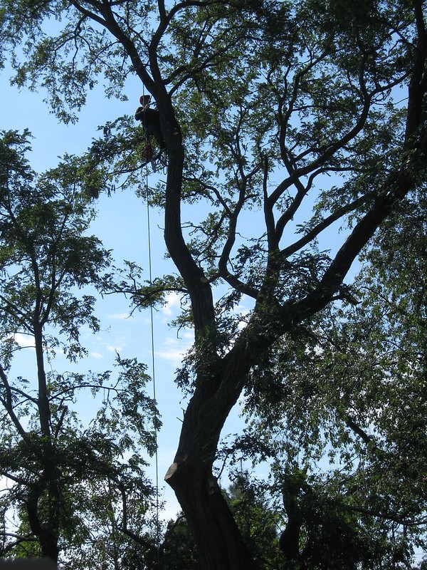Tulsa Tree Experts Advice Homeowners Against Practicing Deforestation ...
