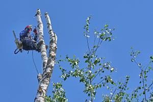 Riverside Tree Service Celebrates Its 20th Anniversary by Appreciating ...