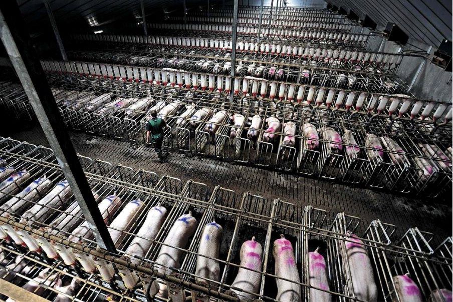 Ohio Officials Begin Cover-Up of 20-year Factory Farm Scandal | Culture ...