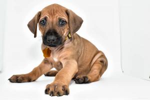 Rhodesian Ridgeback Puppies Available Now - AFV NEWS