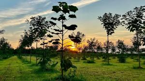 World Tree to Receive Super Crowd Impact Crowdfunder of the Year Award ...