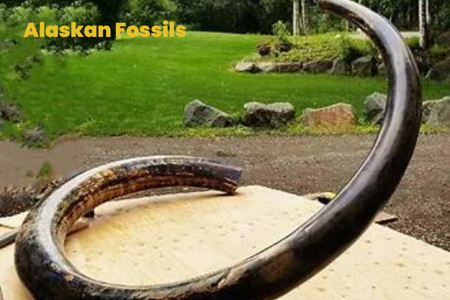 Mammoth Tusks Alaska Alaskan Mammoth Tusk – Hagars Fossil And