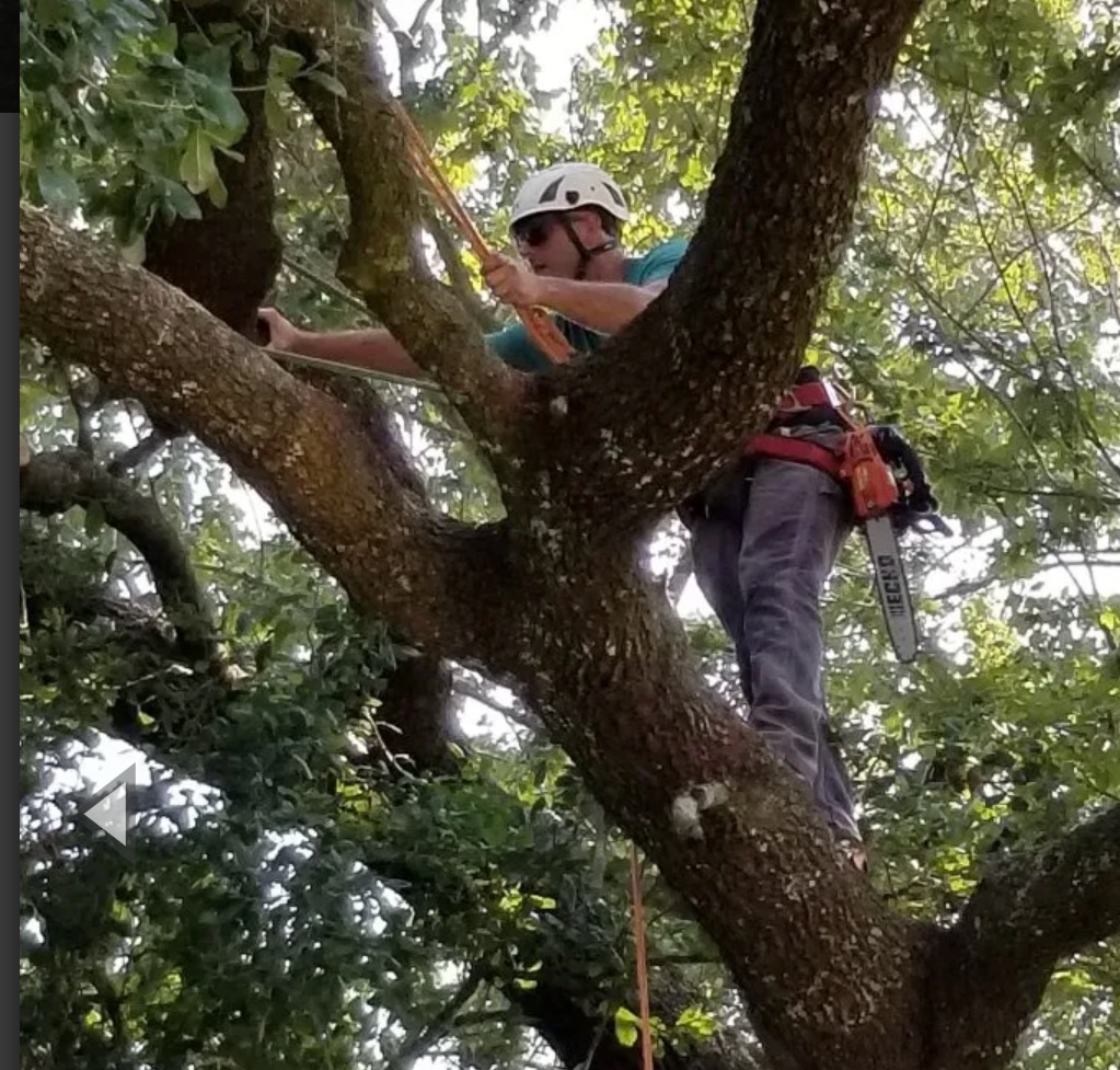 Why Proper Insurance is Crucial When Hiring a Tree Care Company in ...