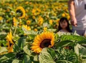U-Pick Sunflowers at Hana Field in Costa Mesa