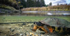 Turtles in My Backyard? - AFV NEWS
