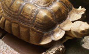 Reptile Radar: Online Resources for Reptile Care and Ownership