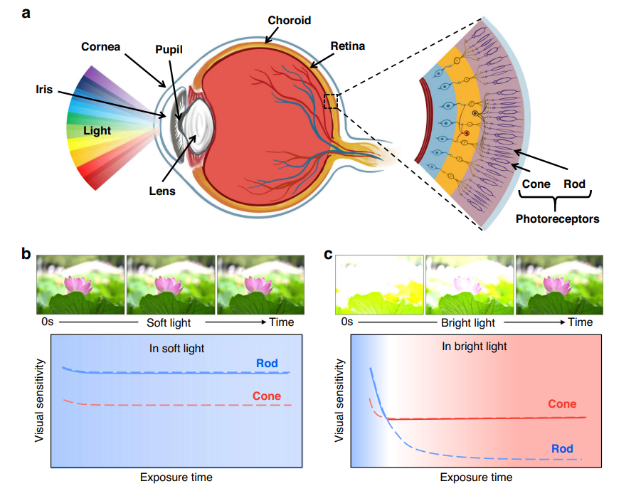 Self Powered And Broadband Opto Sensor With Bionic Visual Adaptation