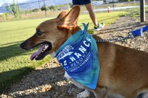 Unleashing Furry Fun: CRR Hospitality Rolls Out K9 Corner, the Ultimate ...