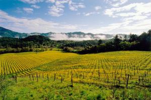 Grgich Hills Estate Honored with 2024 Best of Wine Tourism Regional ...
