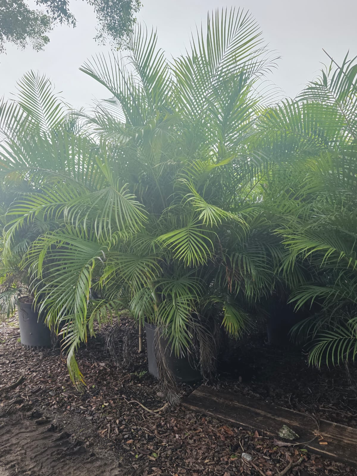 Areca Palm Tree San Diego How To Grow And Care For Mexican Fan Palms
