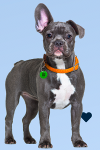 LifePet.Care Unveils New Technology And Features In Their Pet ID/Travel ...