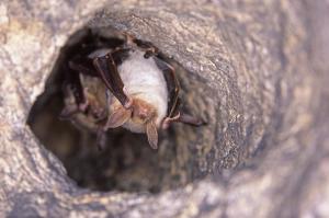 Balancing Ecology and Safety: Humane Bat Management - AFV NEWS