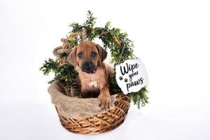 Rhodesian Ridgebacks For Sale 2024 - Rhodesian Puppies in Texas Need Home