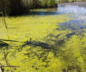 Blue Ridge Wildlife & Fisheries Management: Winter is key time for pond ...