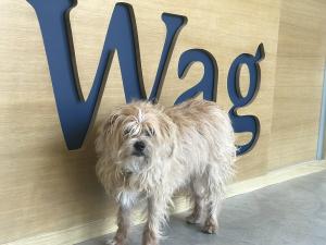 Wag Veterinary Opens its Doors to the Charlottesville Pet Community ...