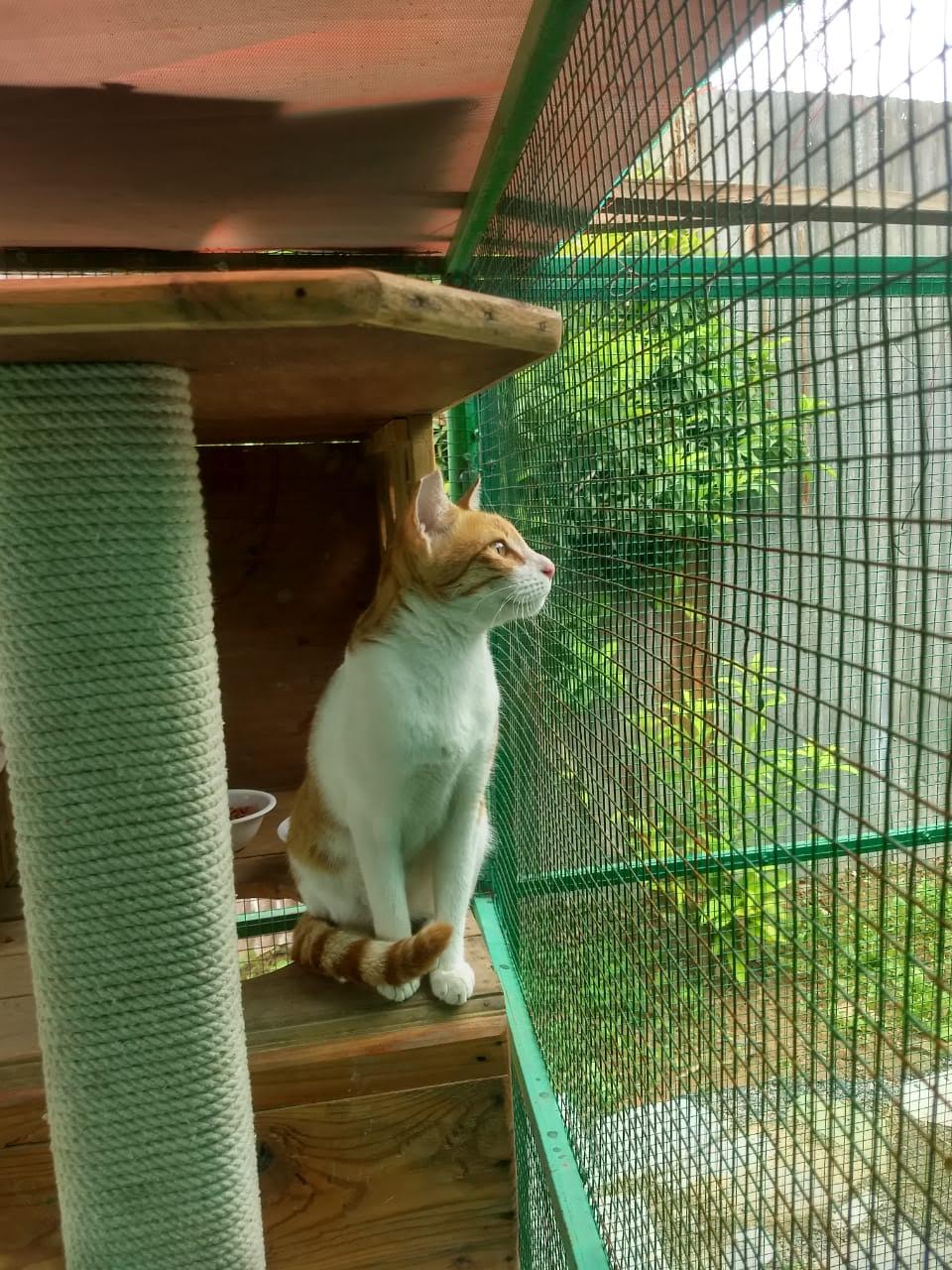 Barks and Meows Introduces Luxury Cat Boarding Services | Culture Zone ...