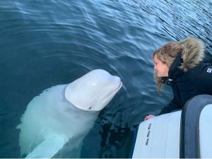 From Putin’s War Machine to a New Life in Norway - Hvaldimir the Beluga ...