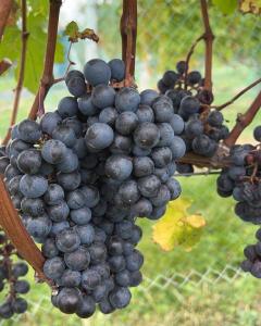 Hudson Valley Cabernet Franc Coalition Announces Signature Grape â ...