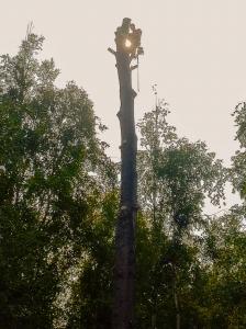 Professional Tree Removal Service Company in Anchorage Offers Expert ...