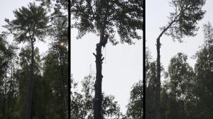 Professional Tree Removal Service Company in Anchorage Offers Expert ...