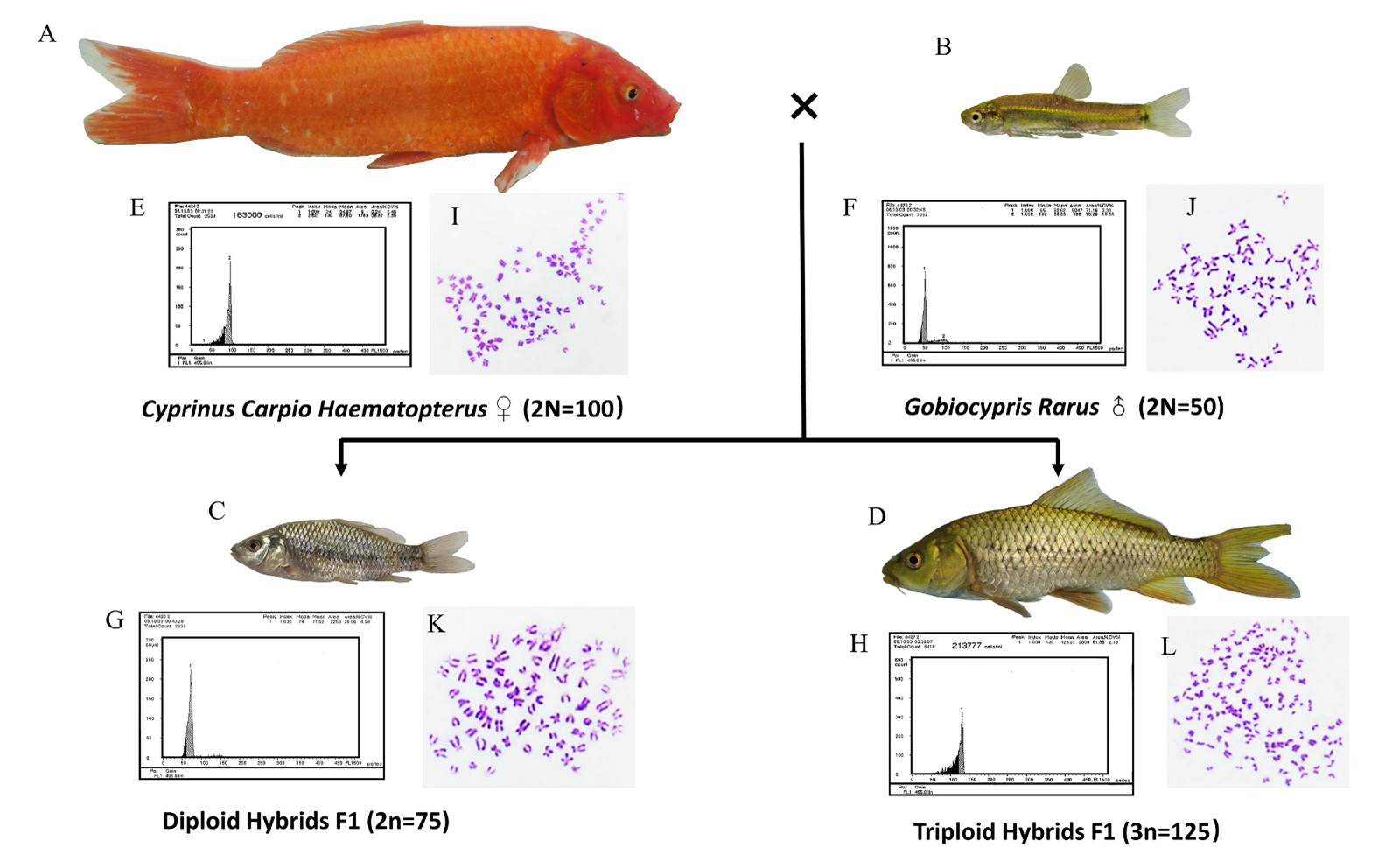 Comparison of diploid and triploid hybrid fish from the same parents ...