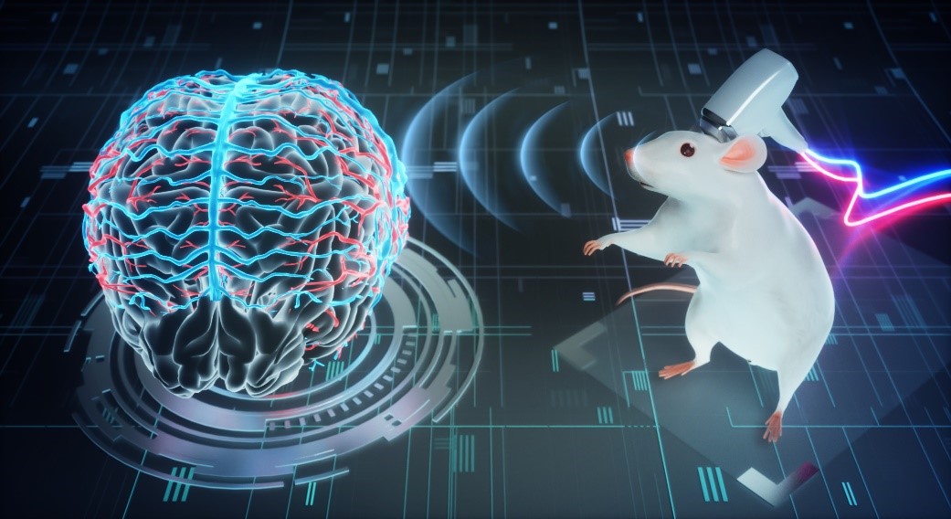 Lightweight head-mounted microscope unveils brain oxygenation in freely ...