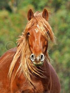 Worldwide Response To Aerial Shooting Of Australia's Brumbies