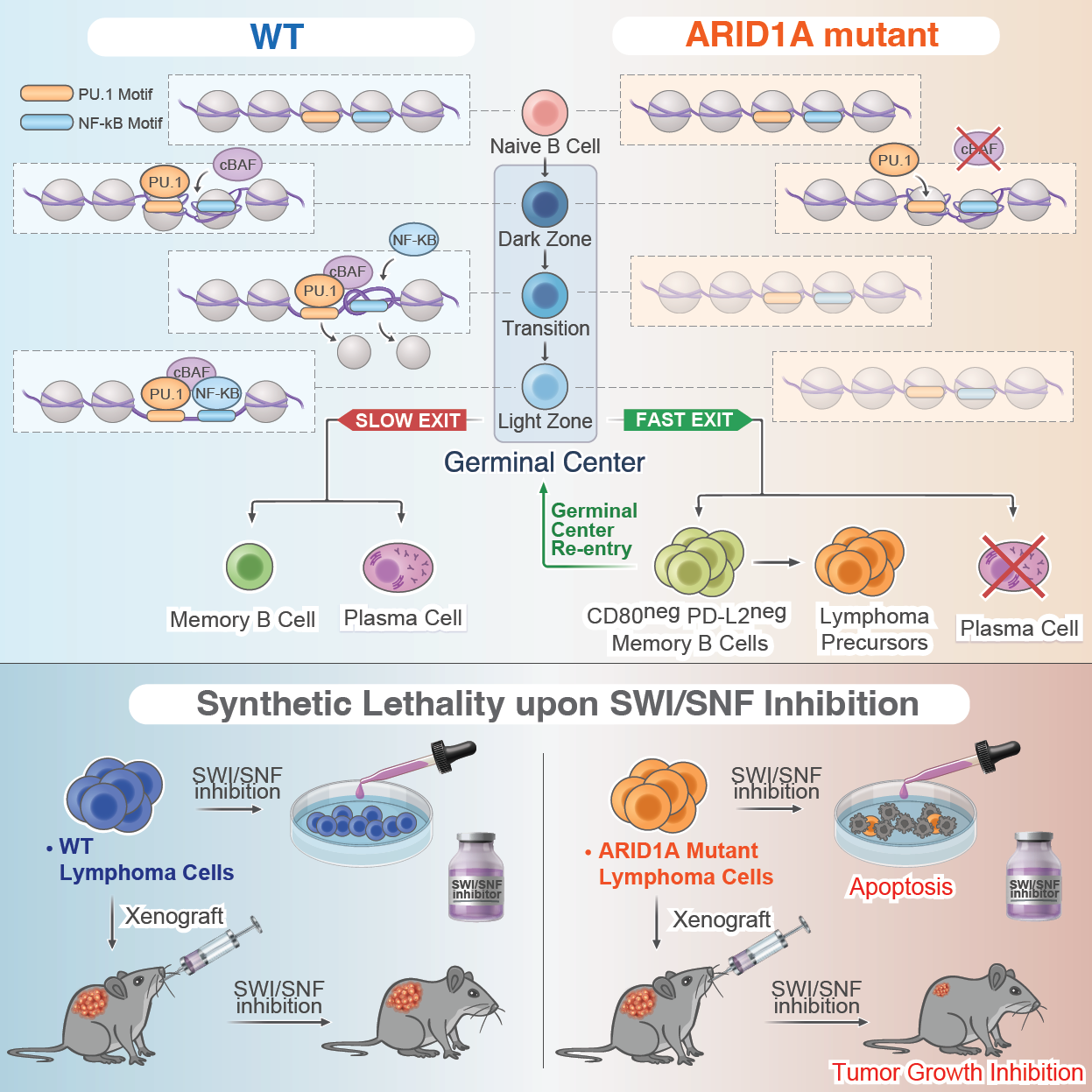 Follicular Lymphoma New Target For Potential Blood Cancer Treatment