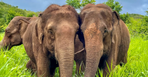 Global Sanctuary for Elephants Launches Captive Elephant Welfare Fund ...
