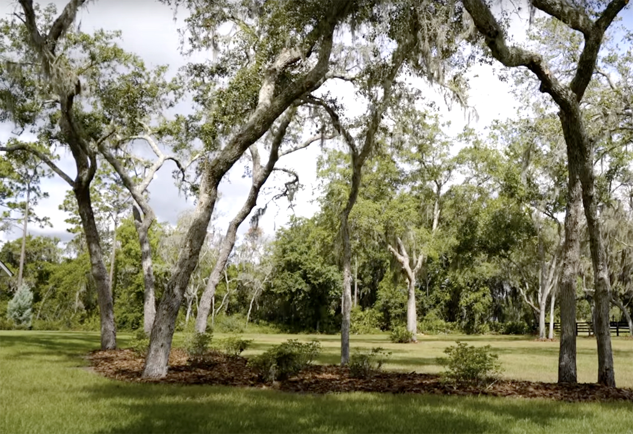 Live Oak Landscaping Around Trees