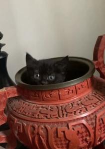 Homeless Man Launches Website Dedicated to Cats After Successful ...