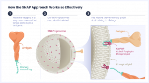 POP BIO awarded $2.84M Phase II SBIR for seasonal influenza vaccine ...