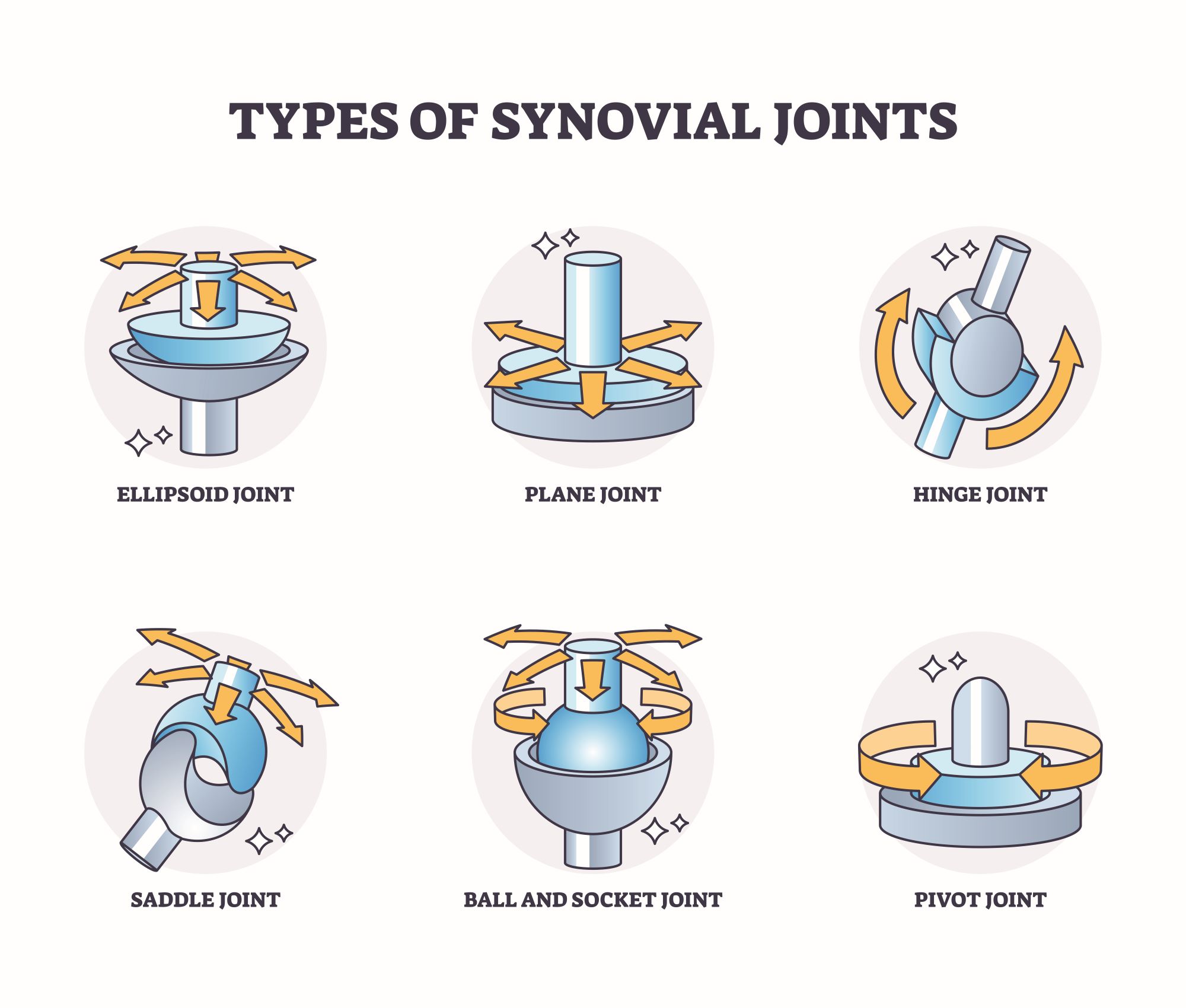 Types Of Joints Anatomy Types Of Joints In The Body | Anatomy And