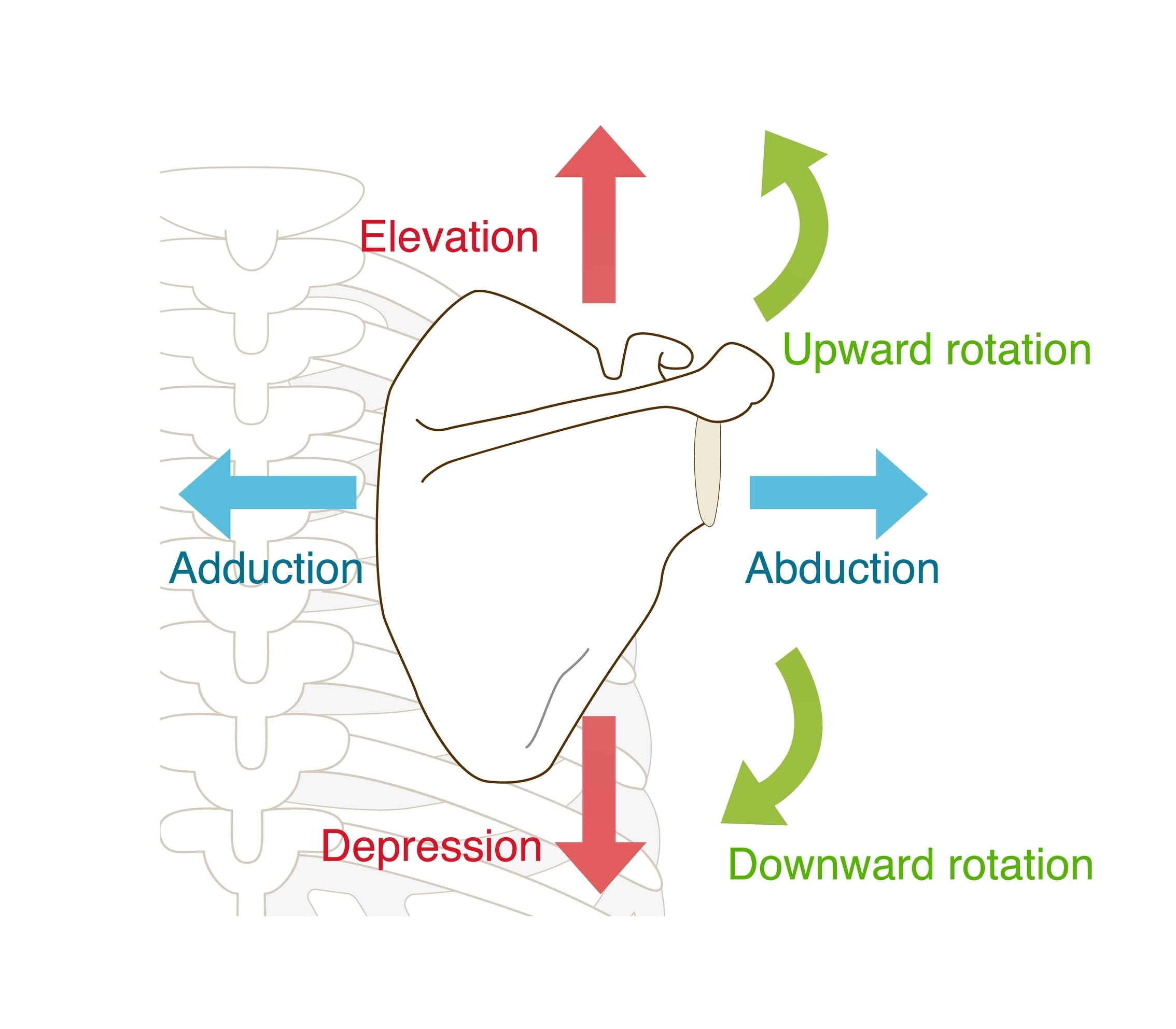 Scapular Movements Myotherapy, Remedial Massage & Sports Massage In