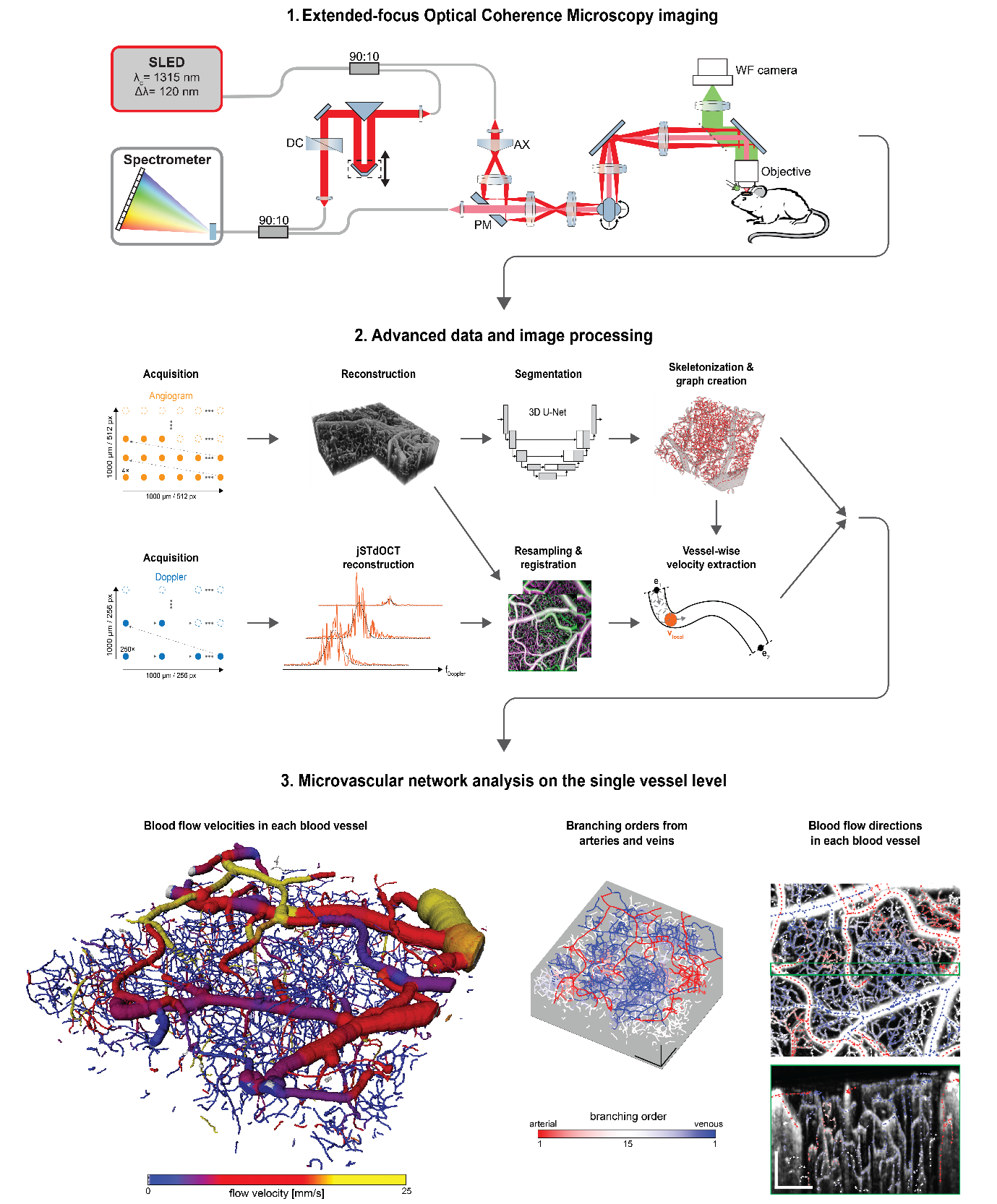 New Imaging Technique Reveals Detailed Map of Brain's Blood Flow in 3D ...