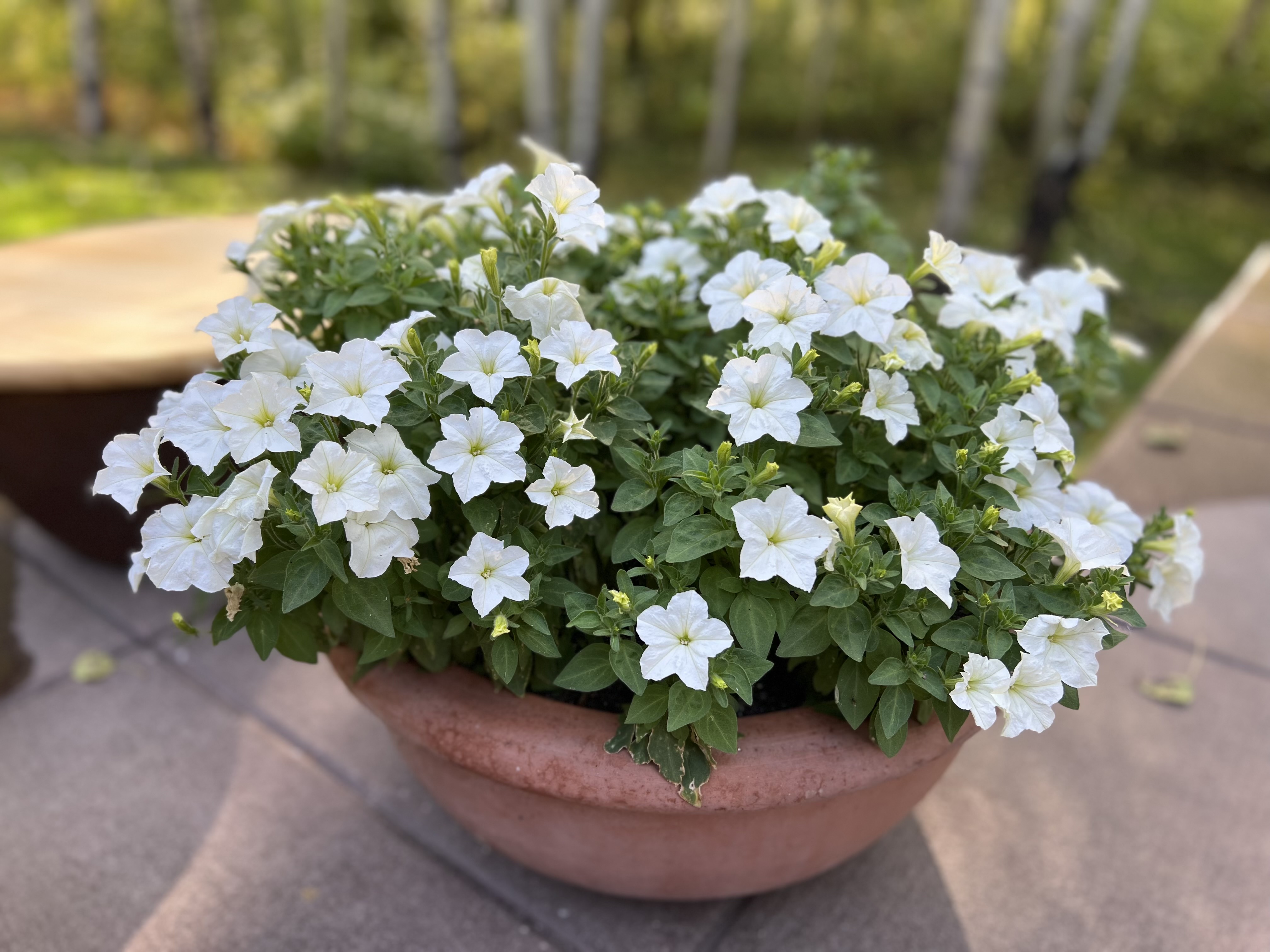 Petunia Leeway