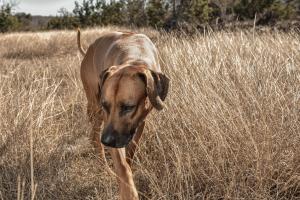 Rhodesian Ridgeback Breeder Program Expands in Texas, Supporting Ranch ...