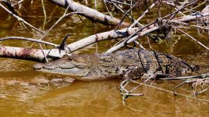 Louisiana Tour Company Highlights Responsible Swamp Tourism Practices ...