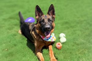 25-YEAR-OLD GERMAN SHEPHERD RESCUE GROUP FACING ECONOMIC CRUNCH - AFV NEWS