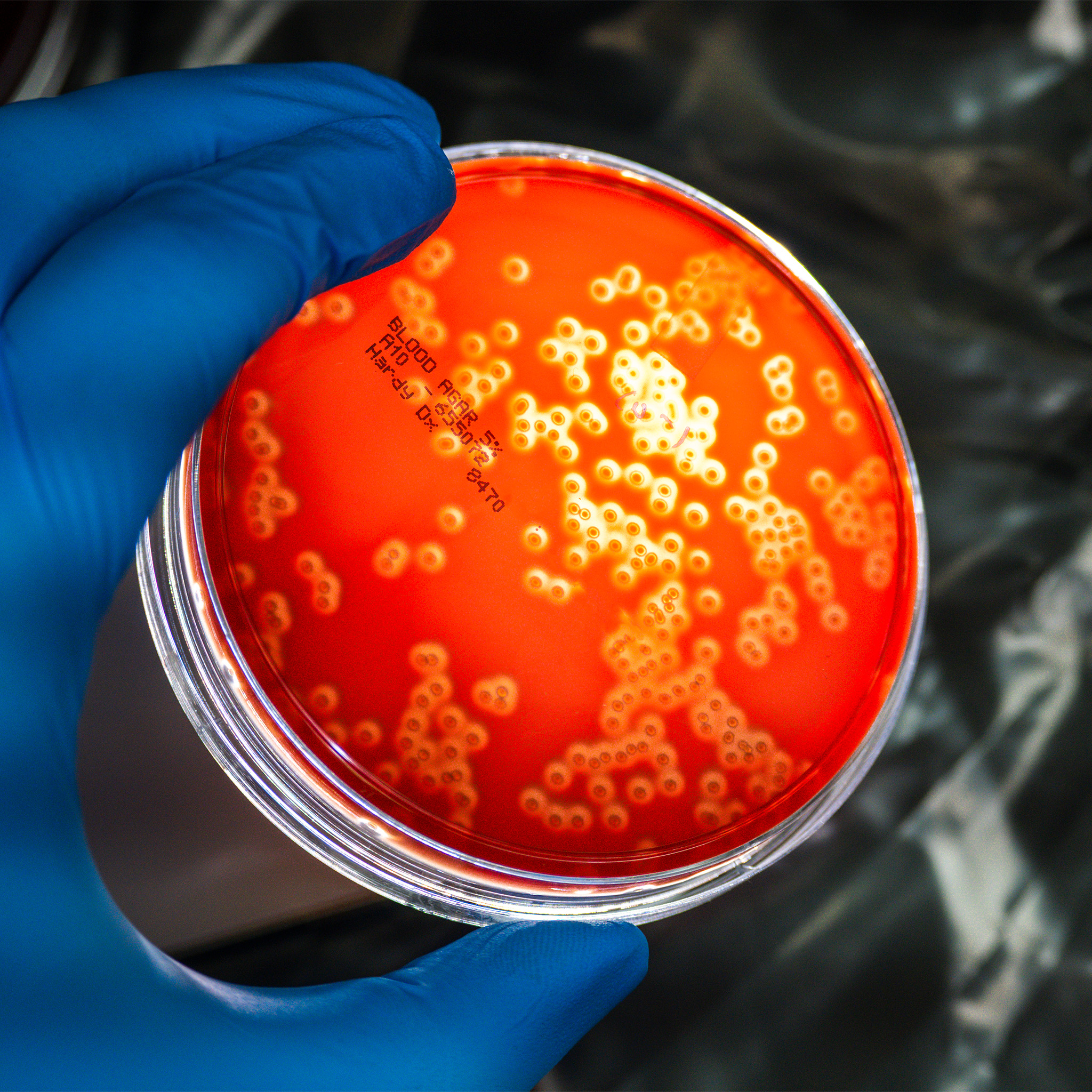 Agar Plate Bacteria Populating More Aidelen Bacteria For A New Project