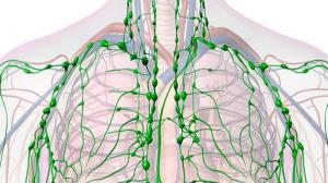 Understanding Anastomoses in the Lymphatic System and Their Role in ...