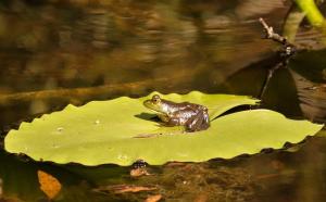 Ten Fascinating Bayou Creatures Often Spotted Beyond the Alligator ...