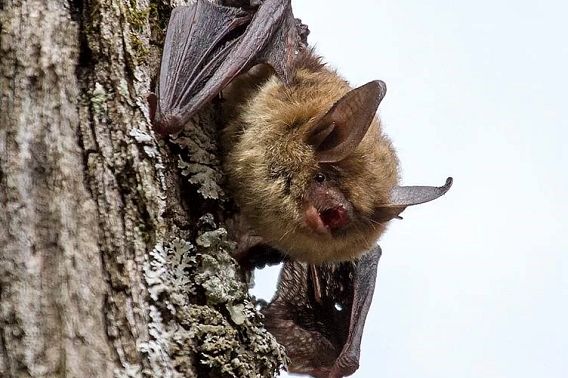 The Ridges Sanctuary Highlights Conservation Efforts for Federally ...