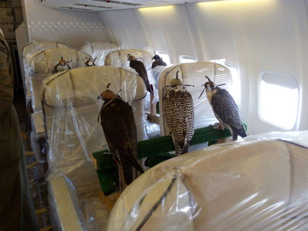 Falcons on a Private Jet | Emirates Cultural Journal