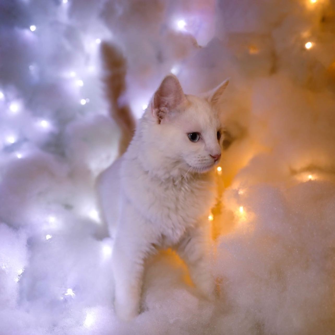 Social Media Influencer Clones Famed Instagram Cat Chai | Culture Zone! UK