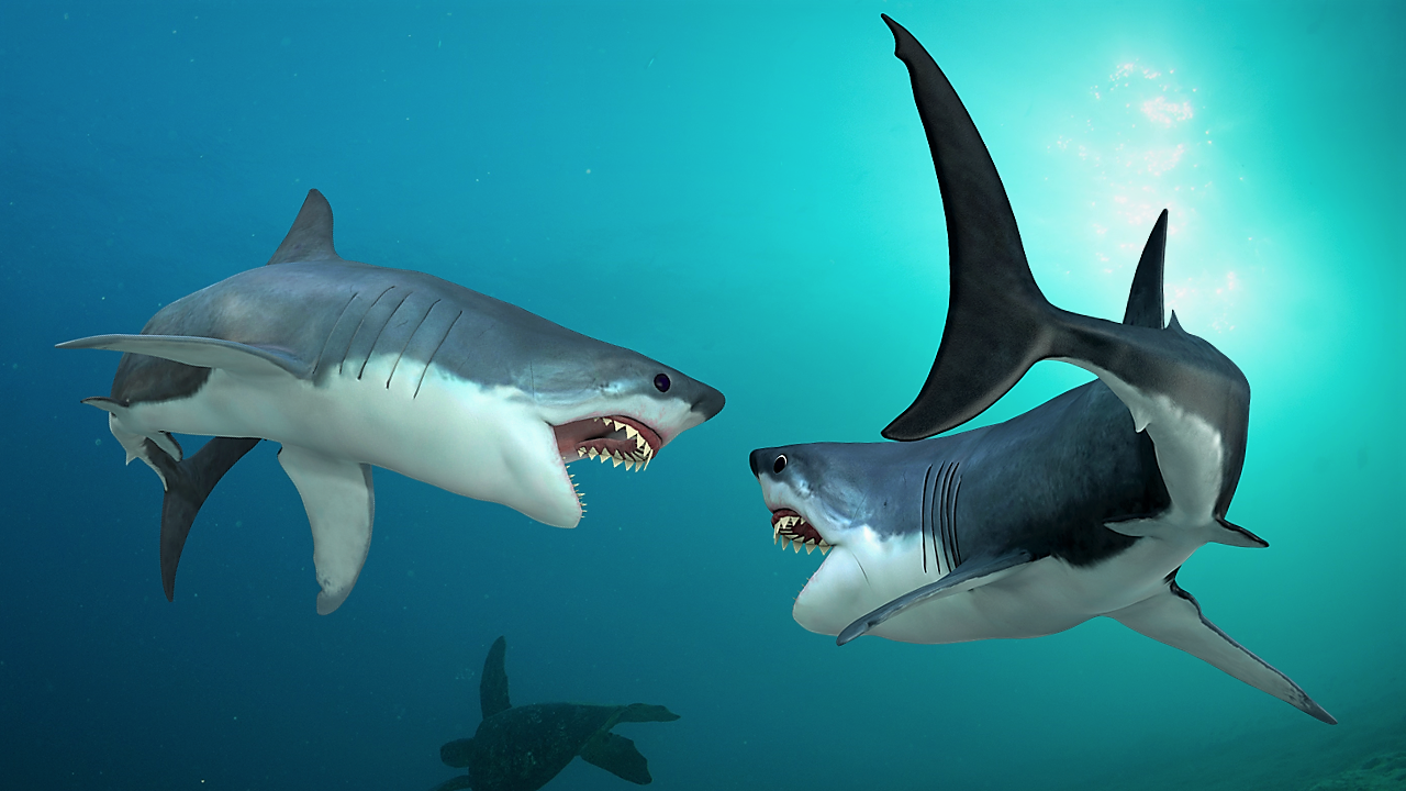 Did Mega Shark Fight Mega Shark in the Prehistoric Seas? A Giant Tooth Tells the Tale | Coast To ...