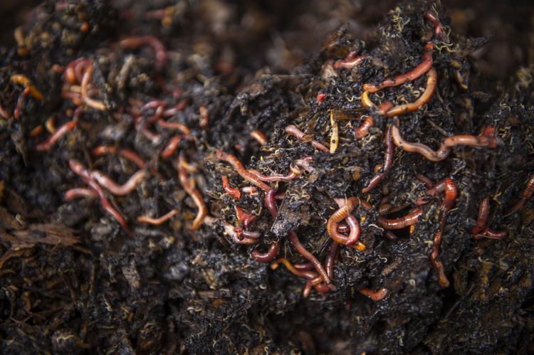 Composting Worms For Large Scale Bioremediation Now Practical, Says NW Compost Company ...