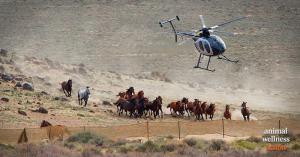 Equine groups call for suspension of BLM helicopter roundups of wild ...